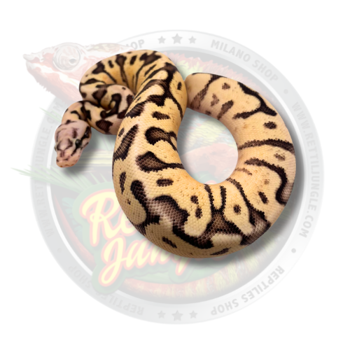 Serpenti – Rettiljungle