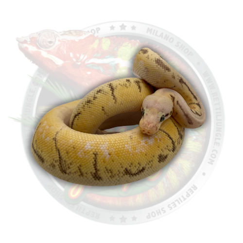 Serpenti – Rettiljungle